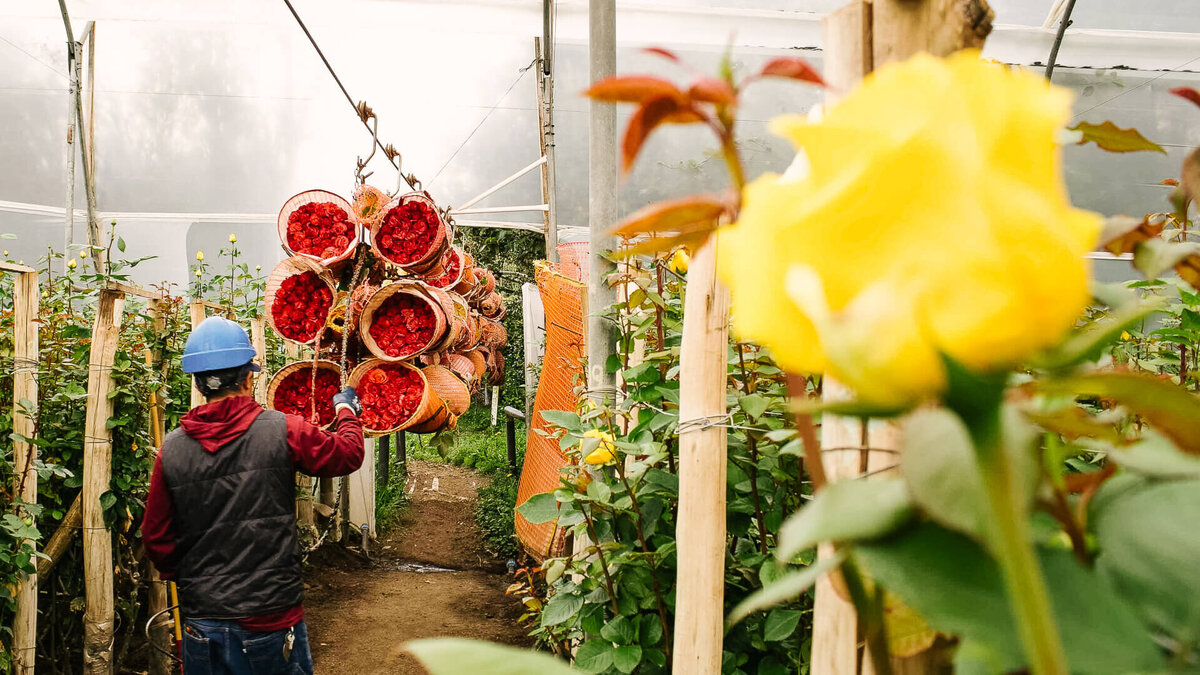 How Buying Wholesale Flowers from Farm Exports Works