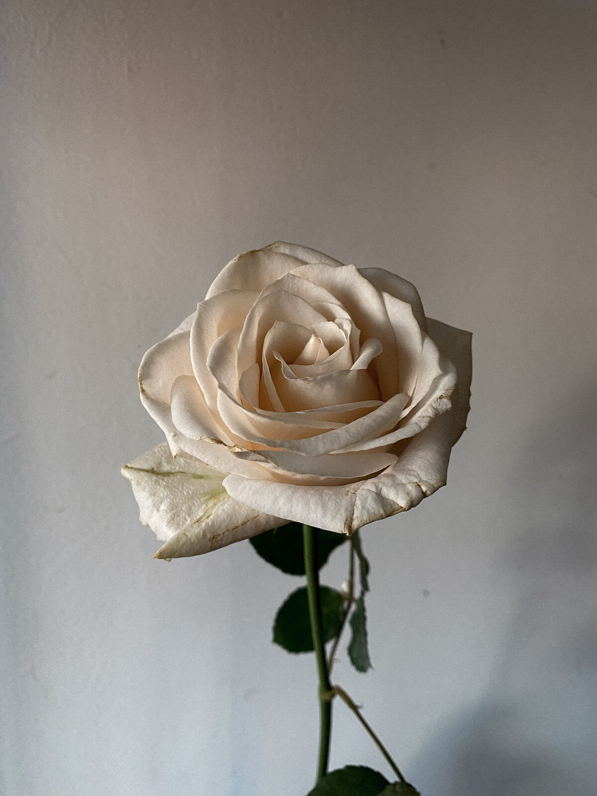 About | Kathleen Darling