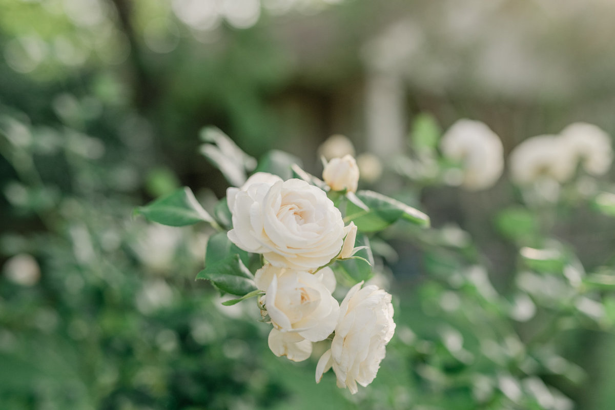 Botanical Brouhaha | A resource for florists and encouragement for life.
