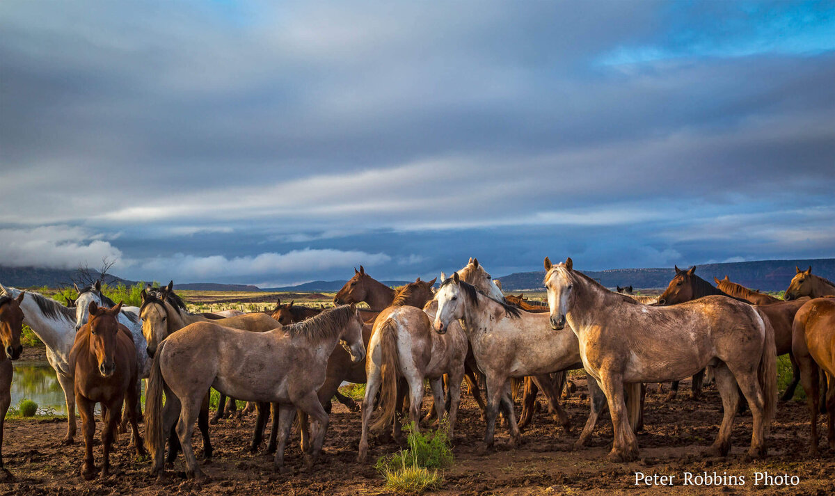 Ranching Operations | Silver Spur Ranch