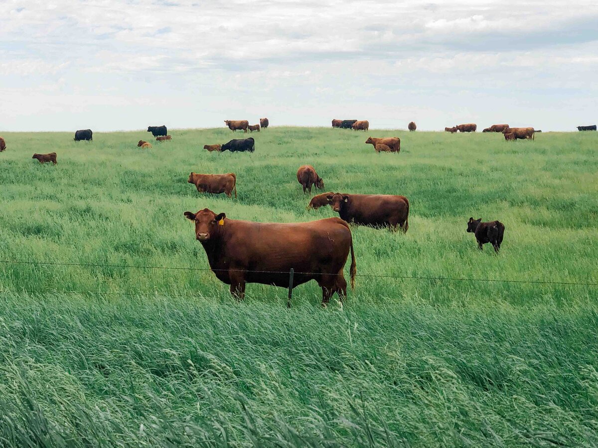 The Highest Quality Ranch to Table Beef | Diamond V Beef