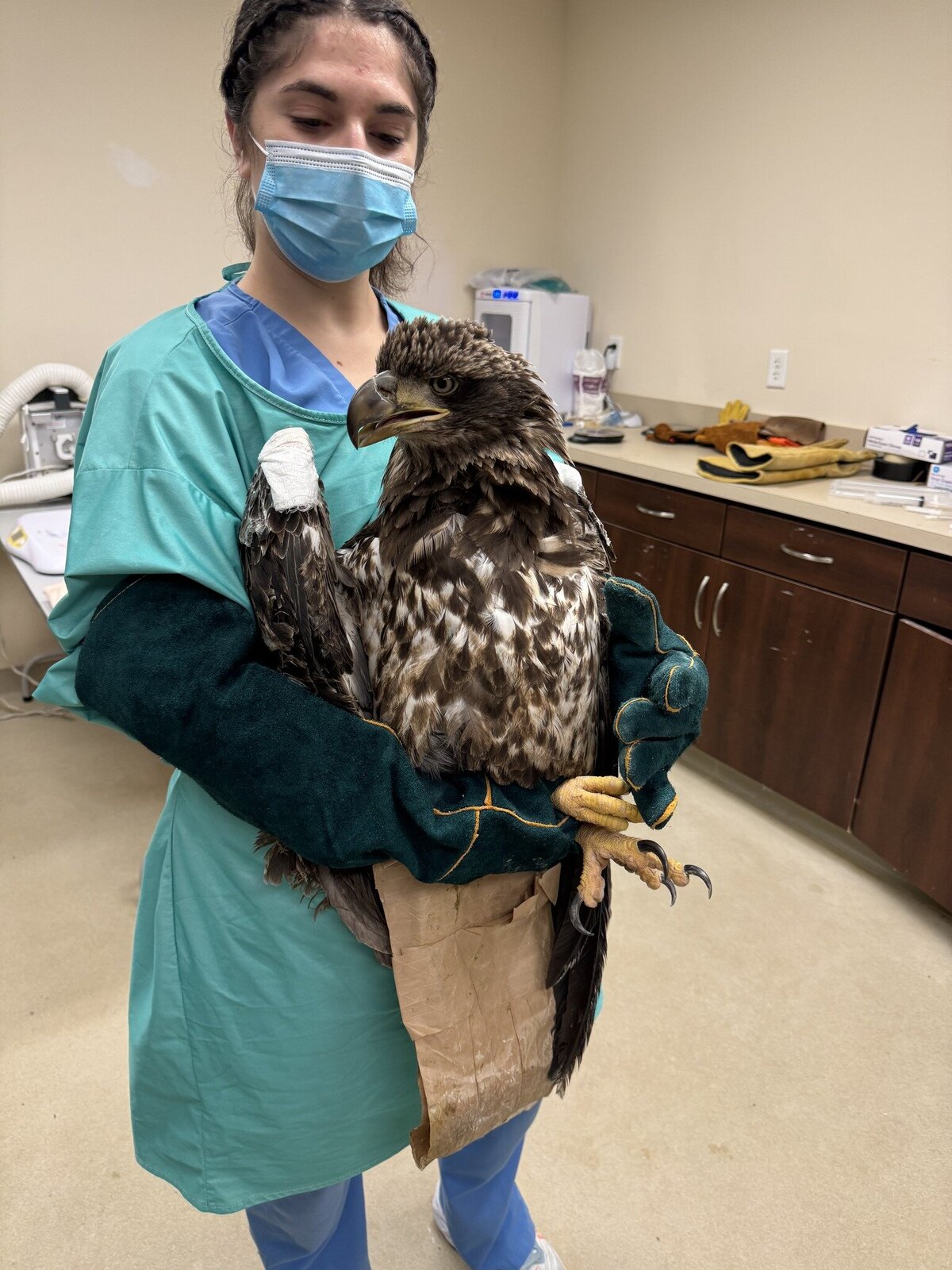 About Us | Blue Ridge Wildlife Center