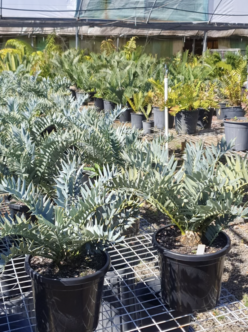 Encephalartos horridus x Arenarius | Blue Cycad | Exotic Trees Sydney