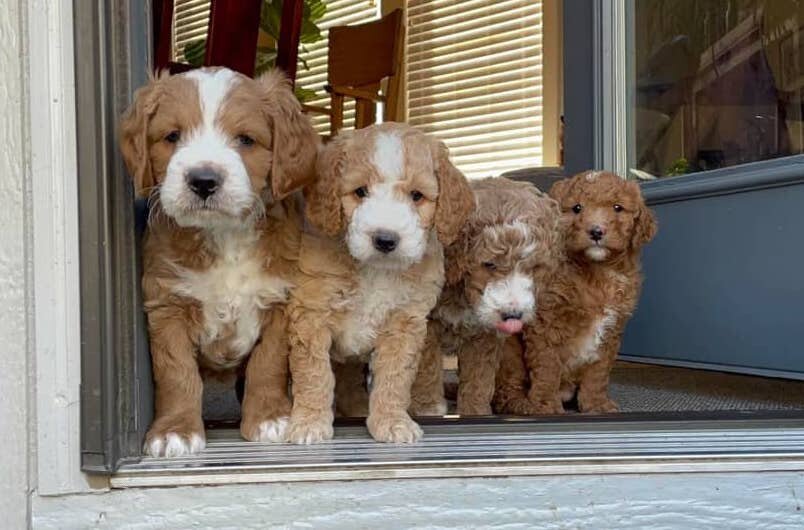 Mini Cavapoos | Small Country Doodles