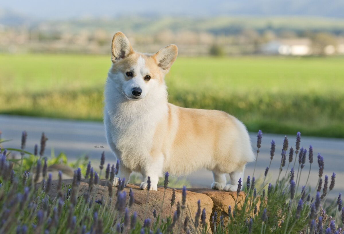 Coventry Corgis :: California Pembroke Welsh Corgis