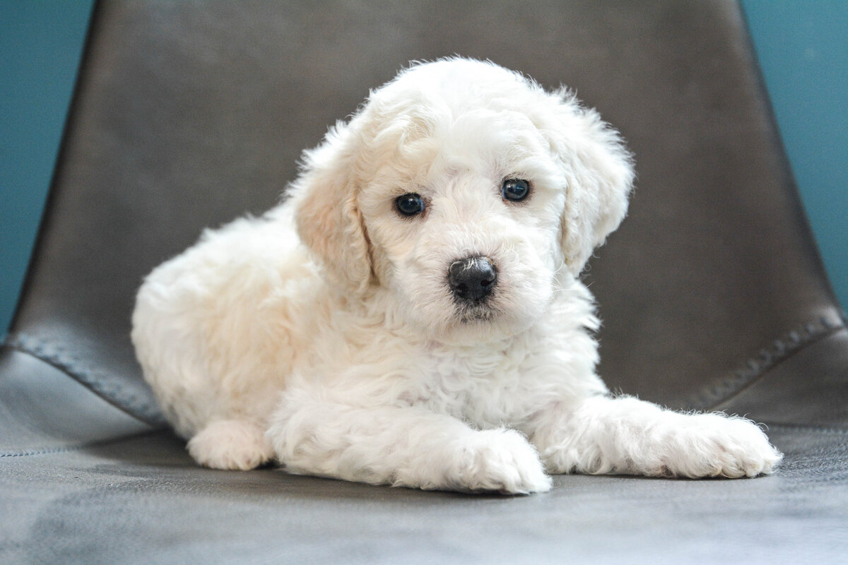 Available Mini and micro Sheepadoodle Puppies