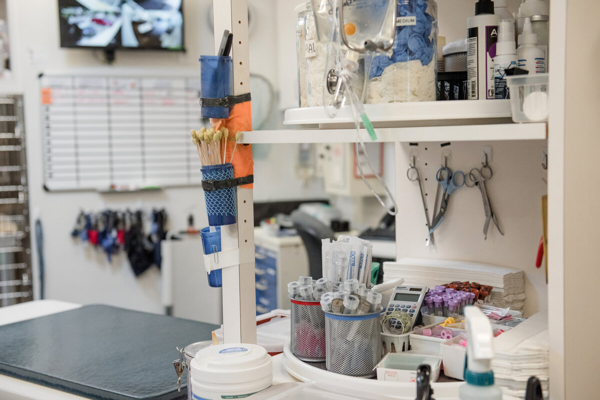 Veterinary Care Logistics | Inventory Management Training