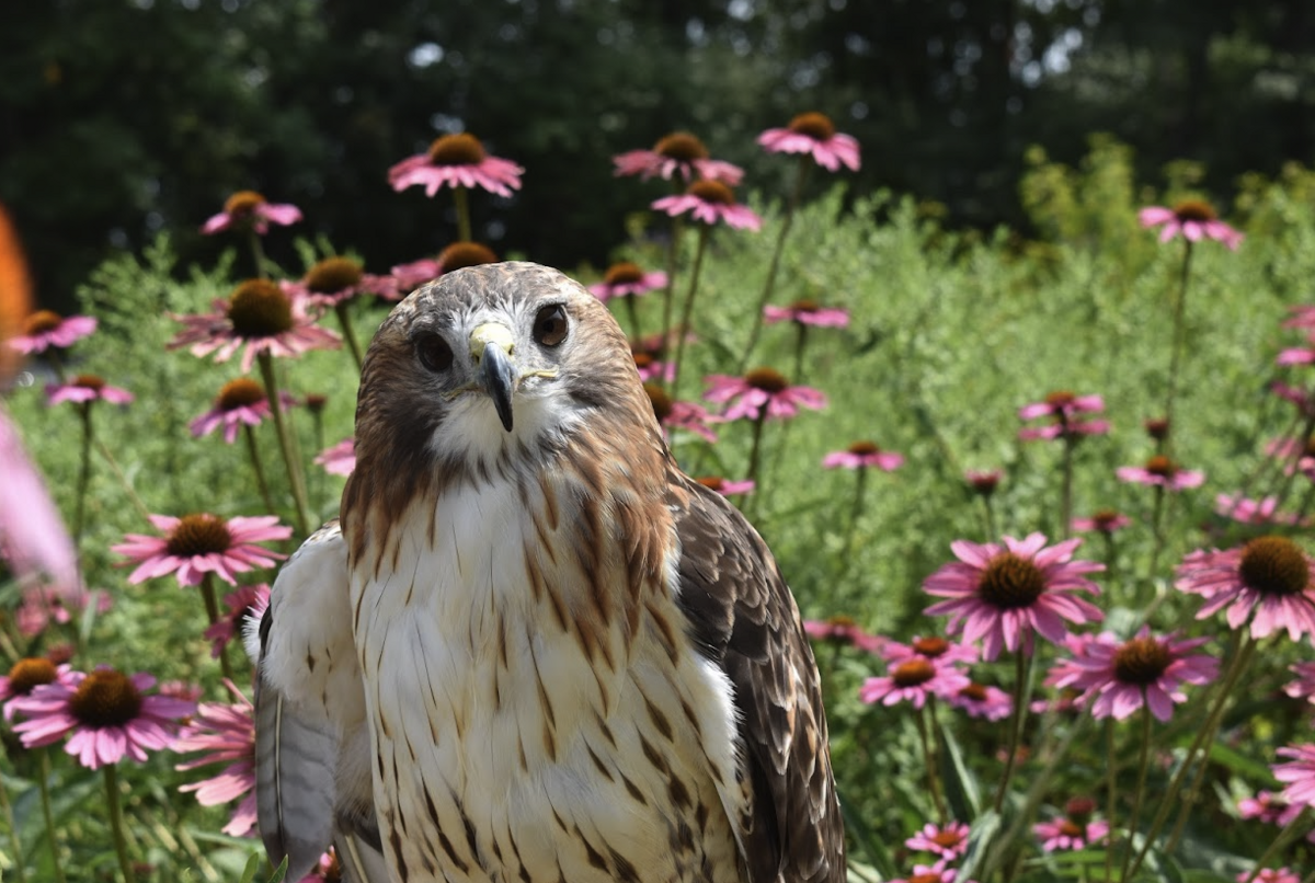 Contact | Blue Ridge Wildlife Center