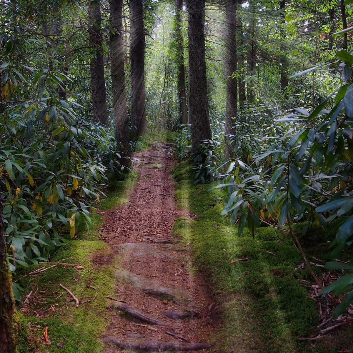 Which New River Gorge Trail is Right for YOU?