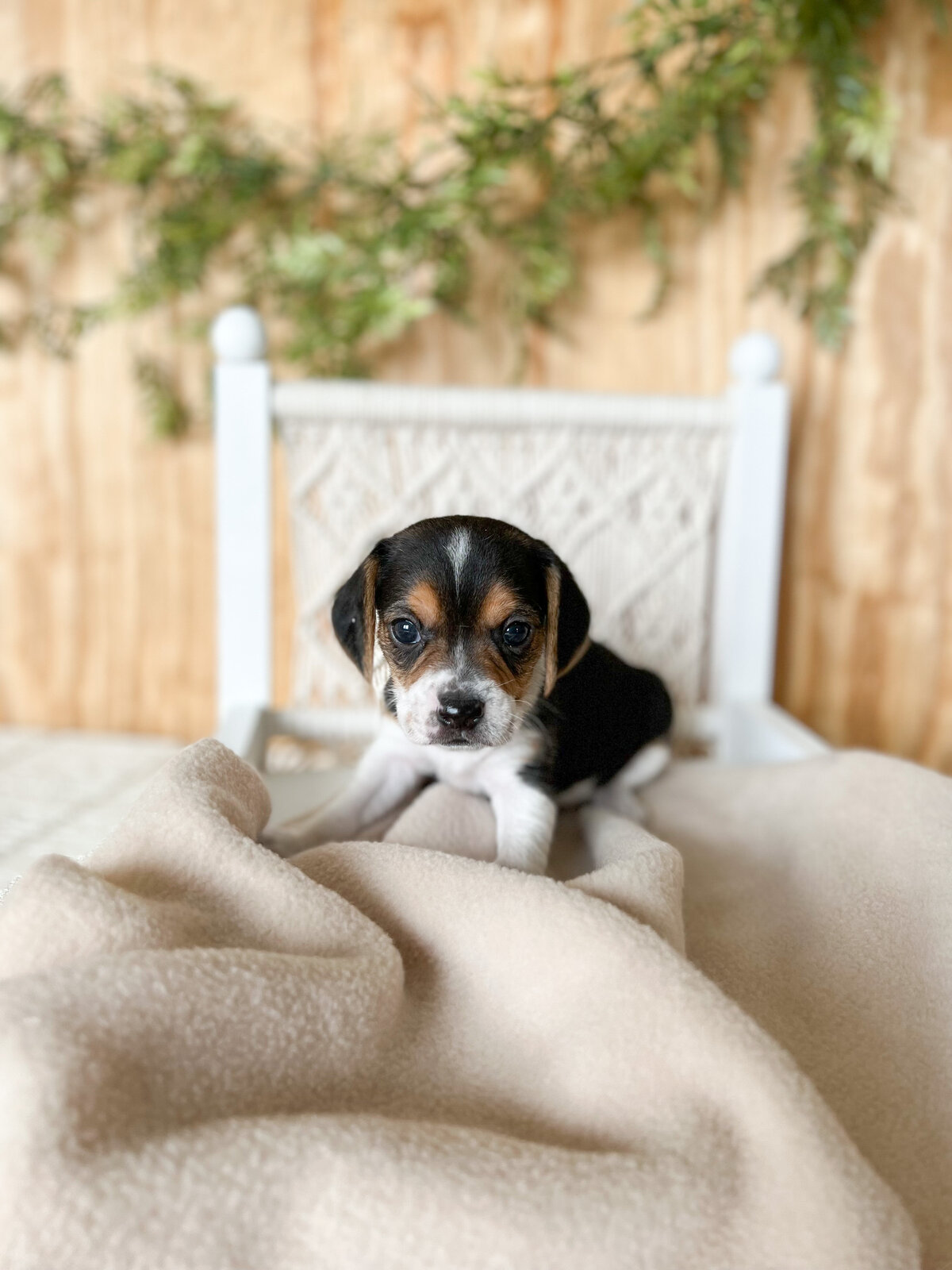 Pocket Beagle Puppies