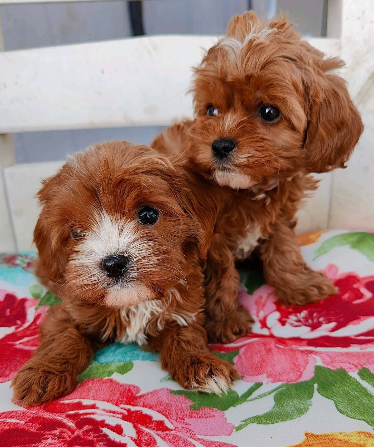 Home | Small Country Doodles