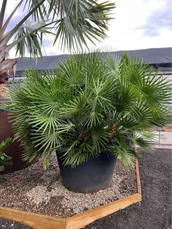 European Fan Palms | Chamaerops Humilis | Palm Trees Sydney