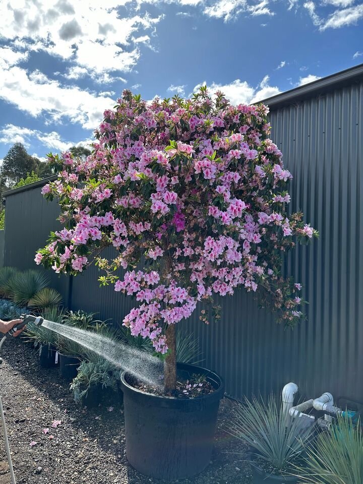 Mature Azalea Indica Feature Tree Sydney | Alphonse Anderson