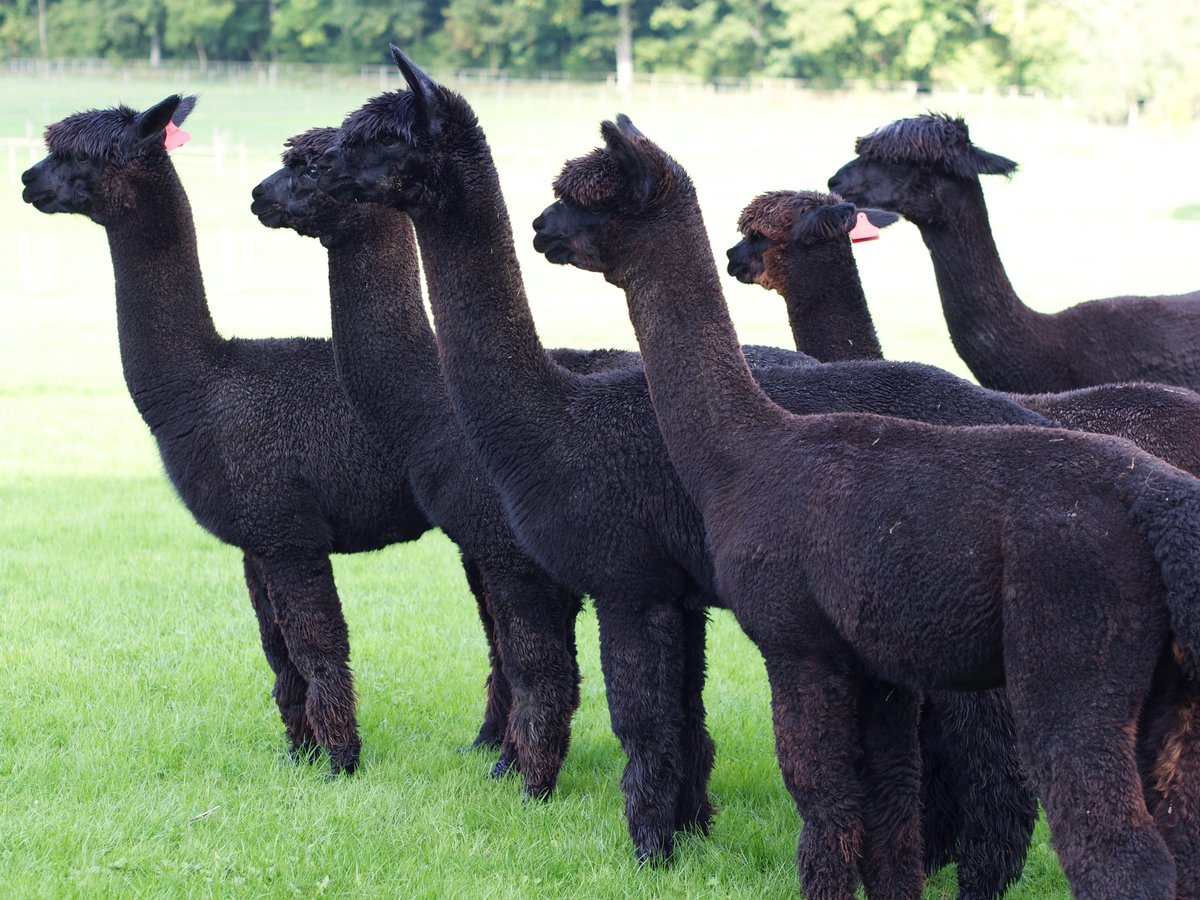 Alpacas For Sale | Redens Alpacas