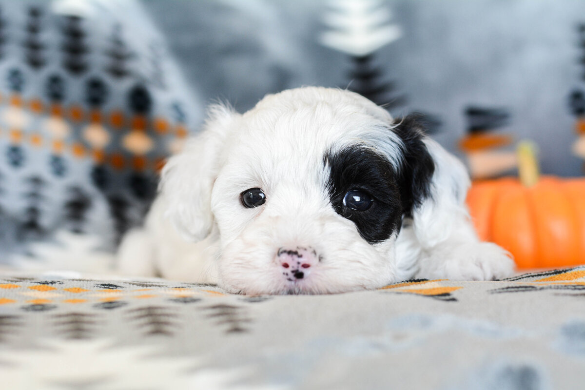 Available Mini and micro Sheepadoodle Puppies
