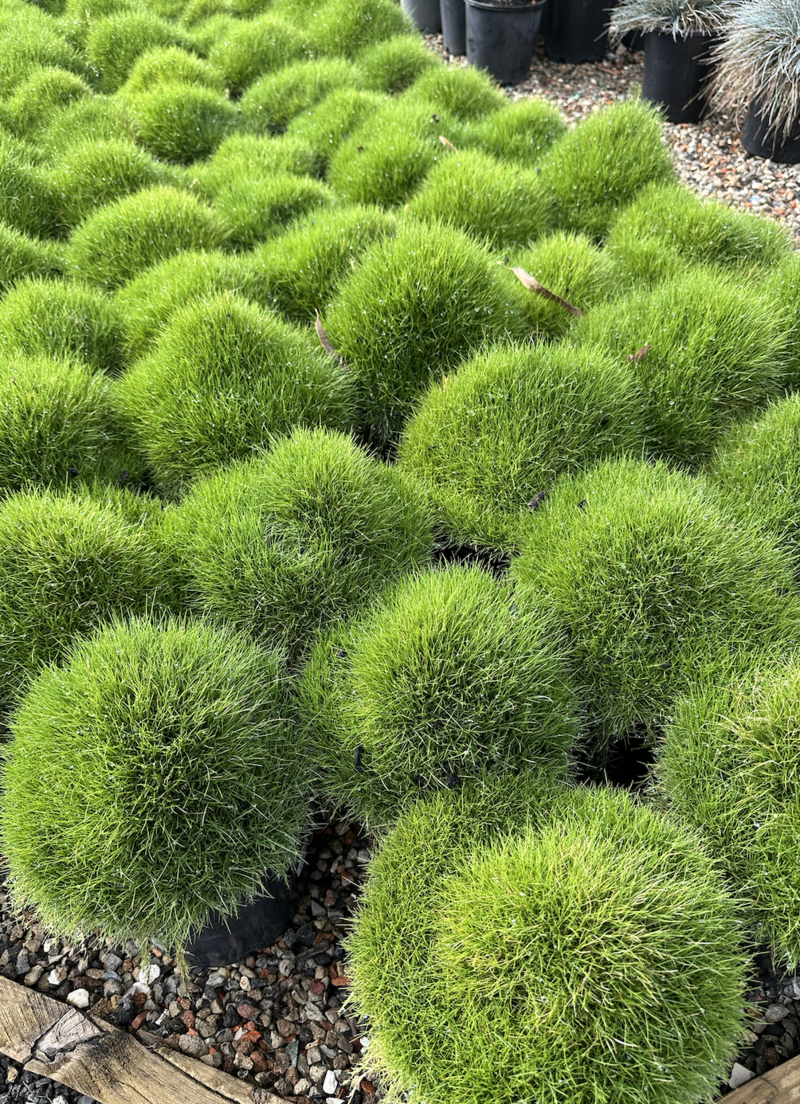 Zoysia Grass | Japonica | Grasses & Ground Covers Sydney