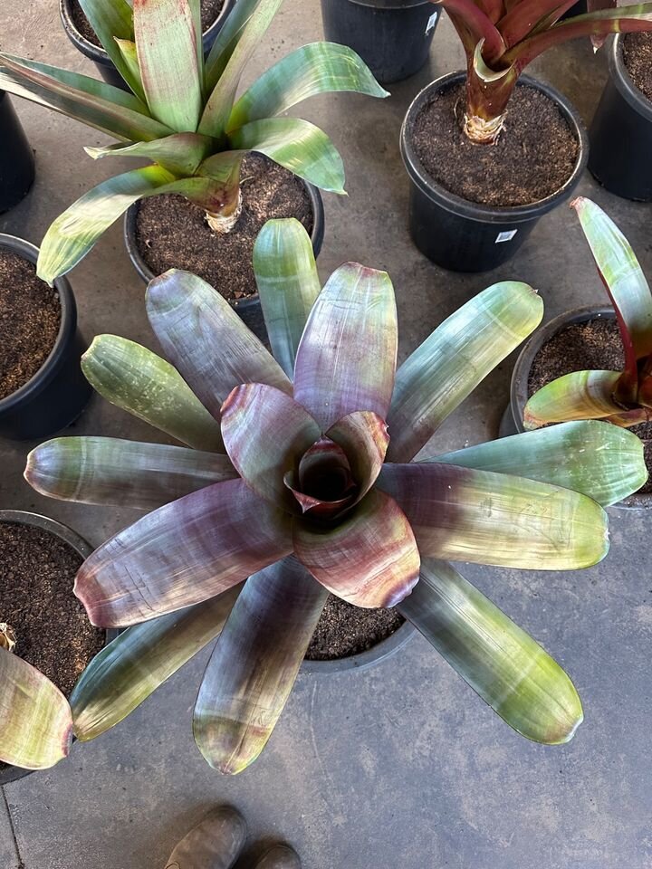 Imperial Bromeliad Silver Plum | Alcantarea Imperialis Sydney