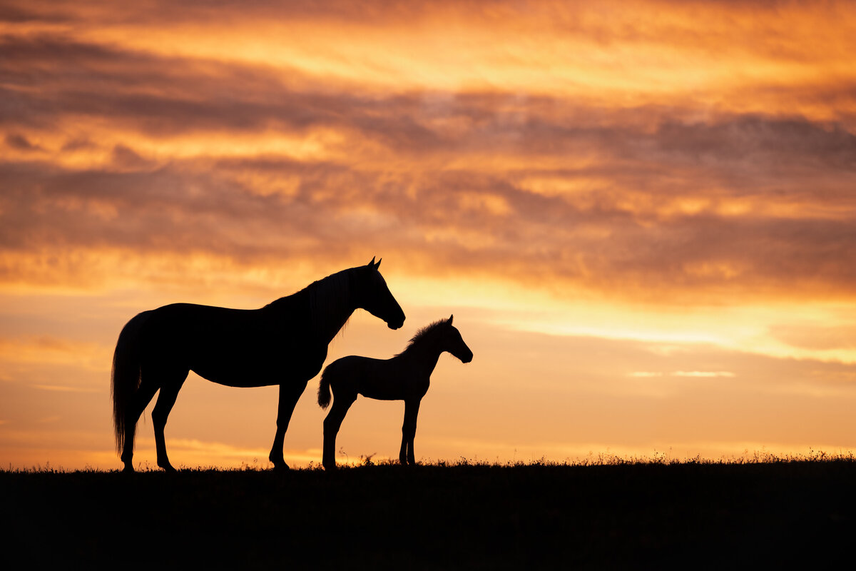 The Equine Legacy Project - Raising awareness for horses