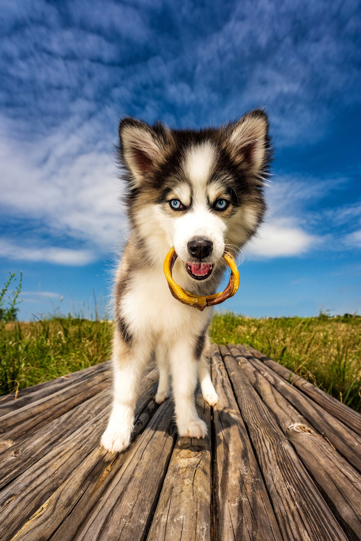 Dallas Dog Model Database | Haute Dog Pet Photography