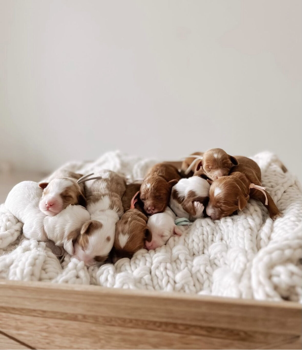 Ready to bring home a TDC puppy?