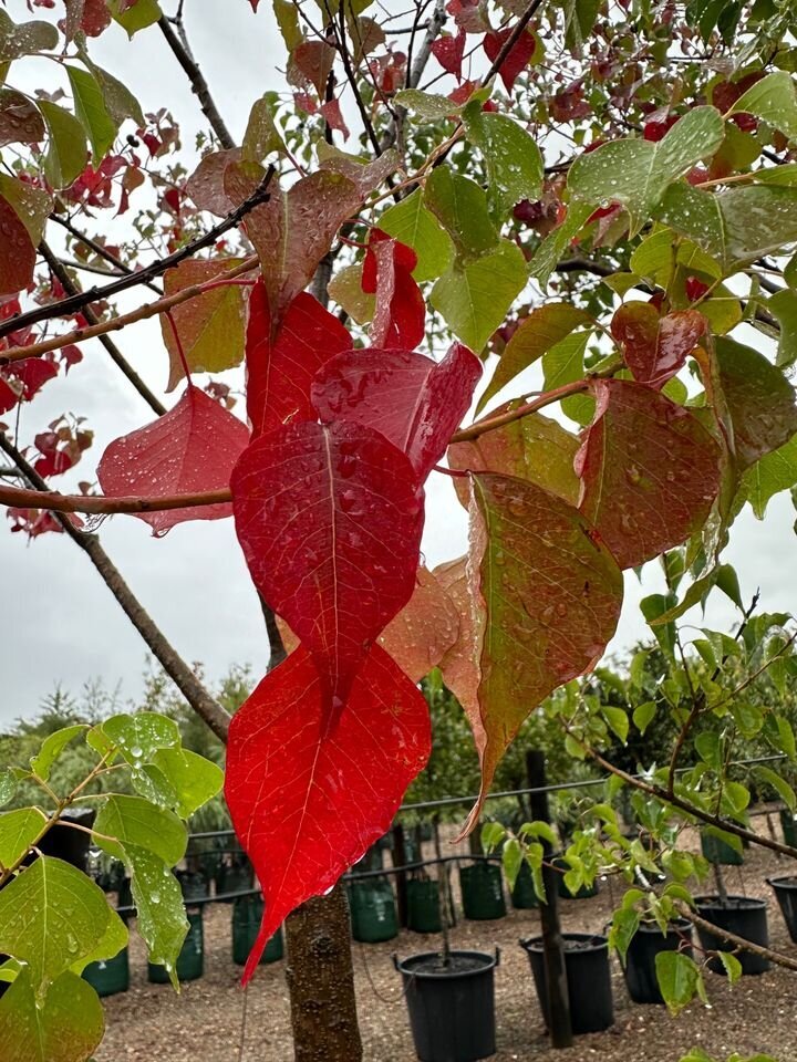 Mature Chinese Tallow Tree | Triadica Sebifera | Go Green