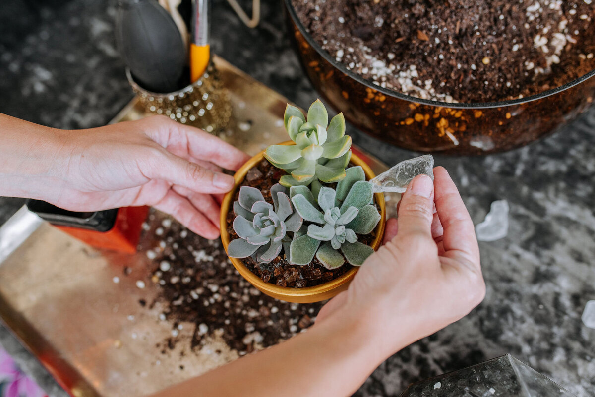 Succulent Bar Services | Where Plants Meet Parties