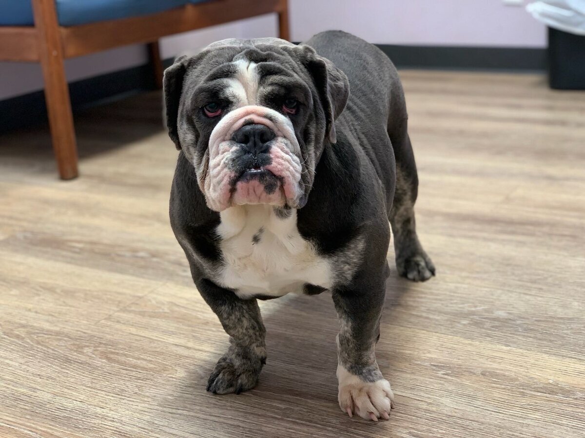 Donate to H2H | Help our dogs get vet care and rehabilitation