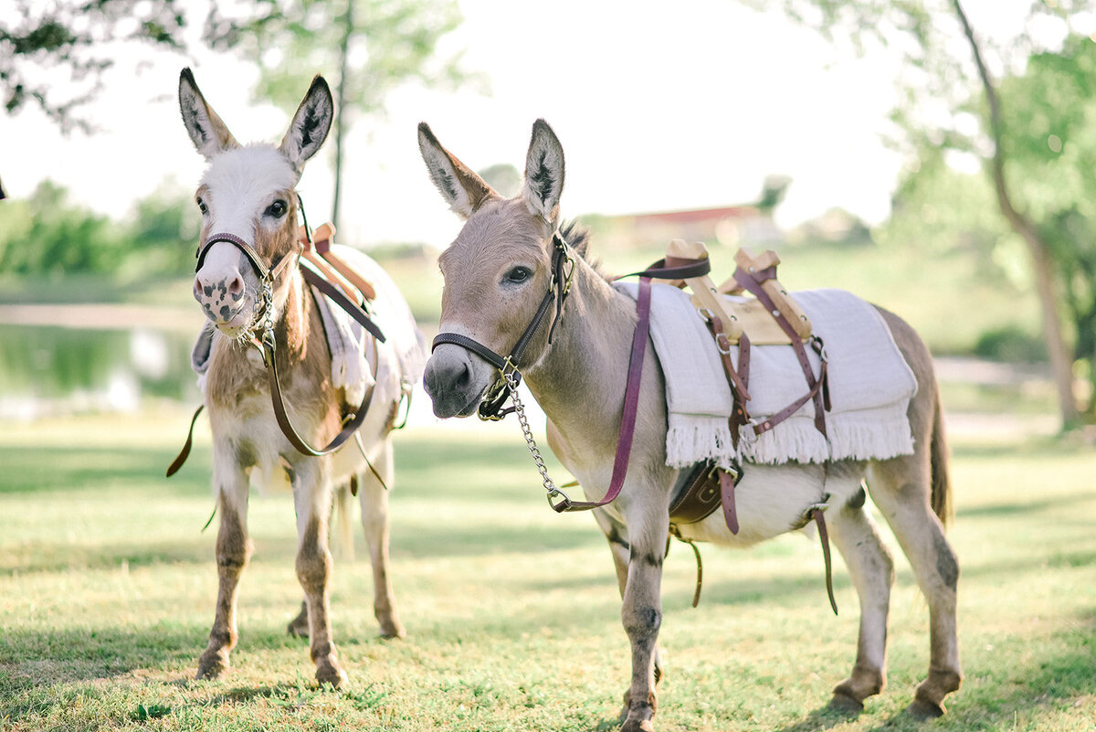 Franchise | Big City Farm Texas Premier Beer Burros