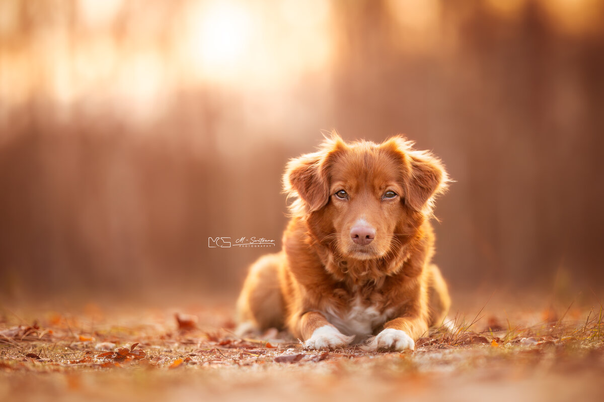 MSwitsersphotography Hondenfotografie met een gouden randje.
