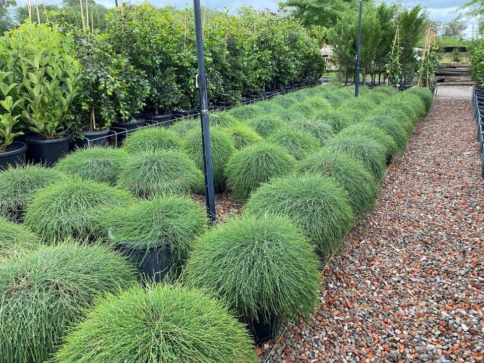 Shrubs, Ground Covers, Grasses | Sydney Mature Trees, Plants