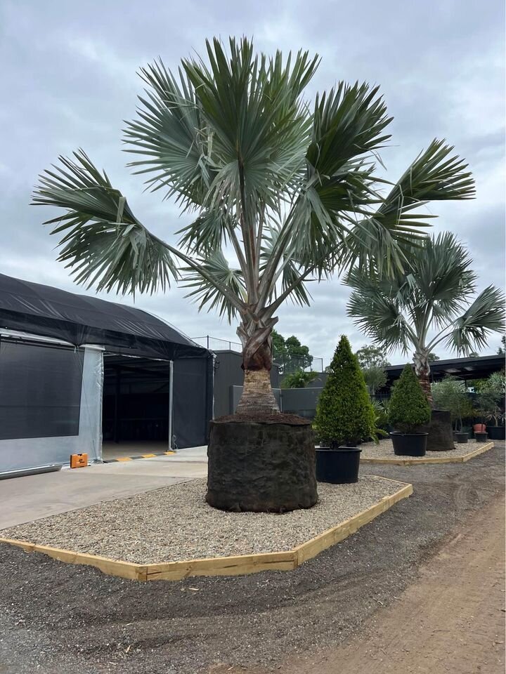 Bismarck Palm Trees Sydney | Bismarckia Nobilis Mature Trees