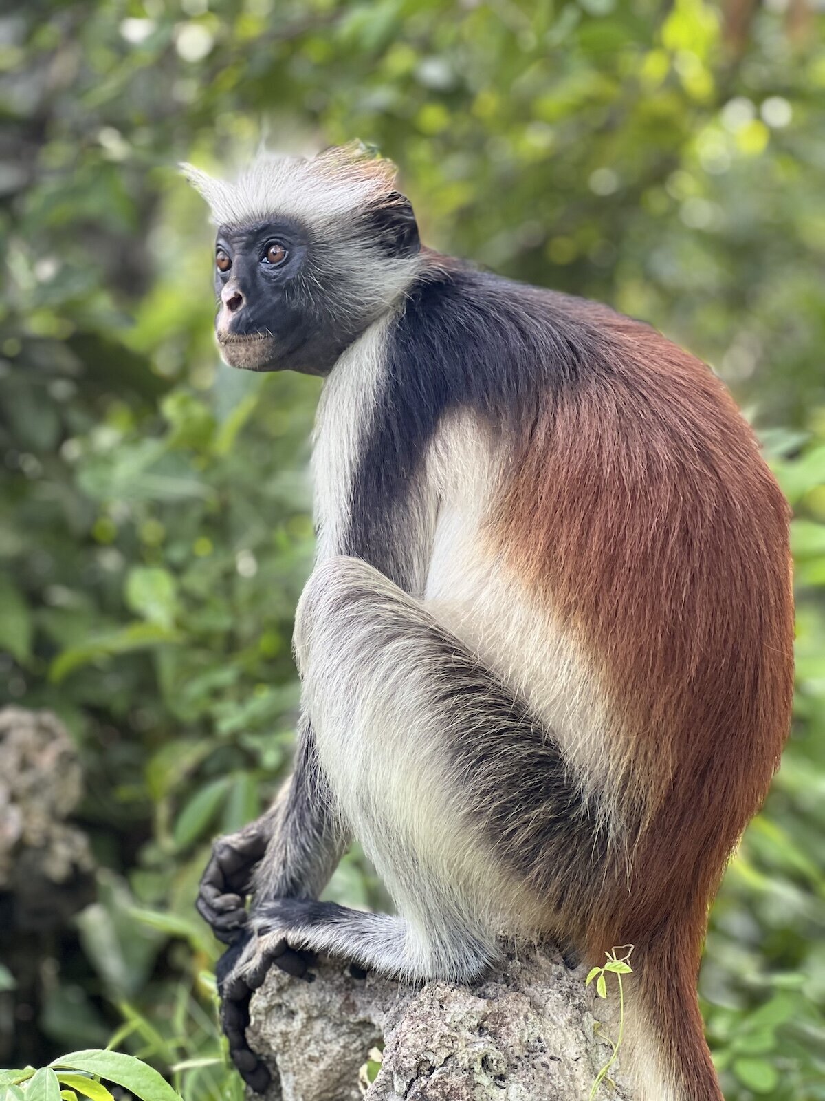 ZOO Master Plan for Zanzibar Rewilding Park | Hazkoba.com