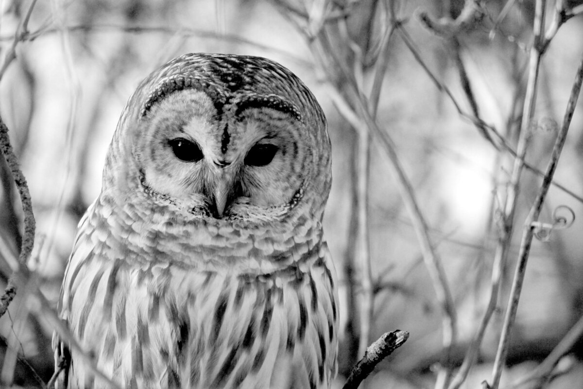 The Barred Owl | The Official Mascot of BDOW! (formerly Sumo)