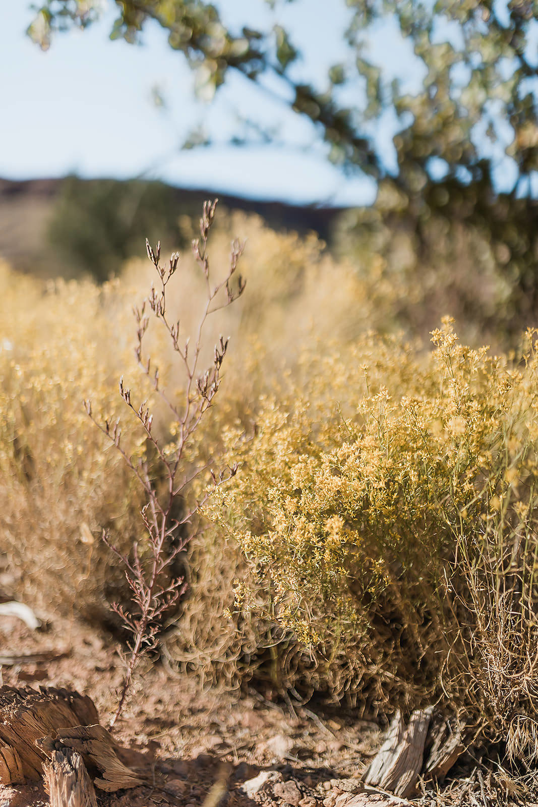 Home [wildflowerphotoco.com]