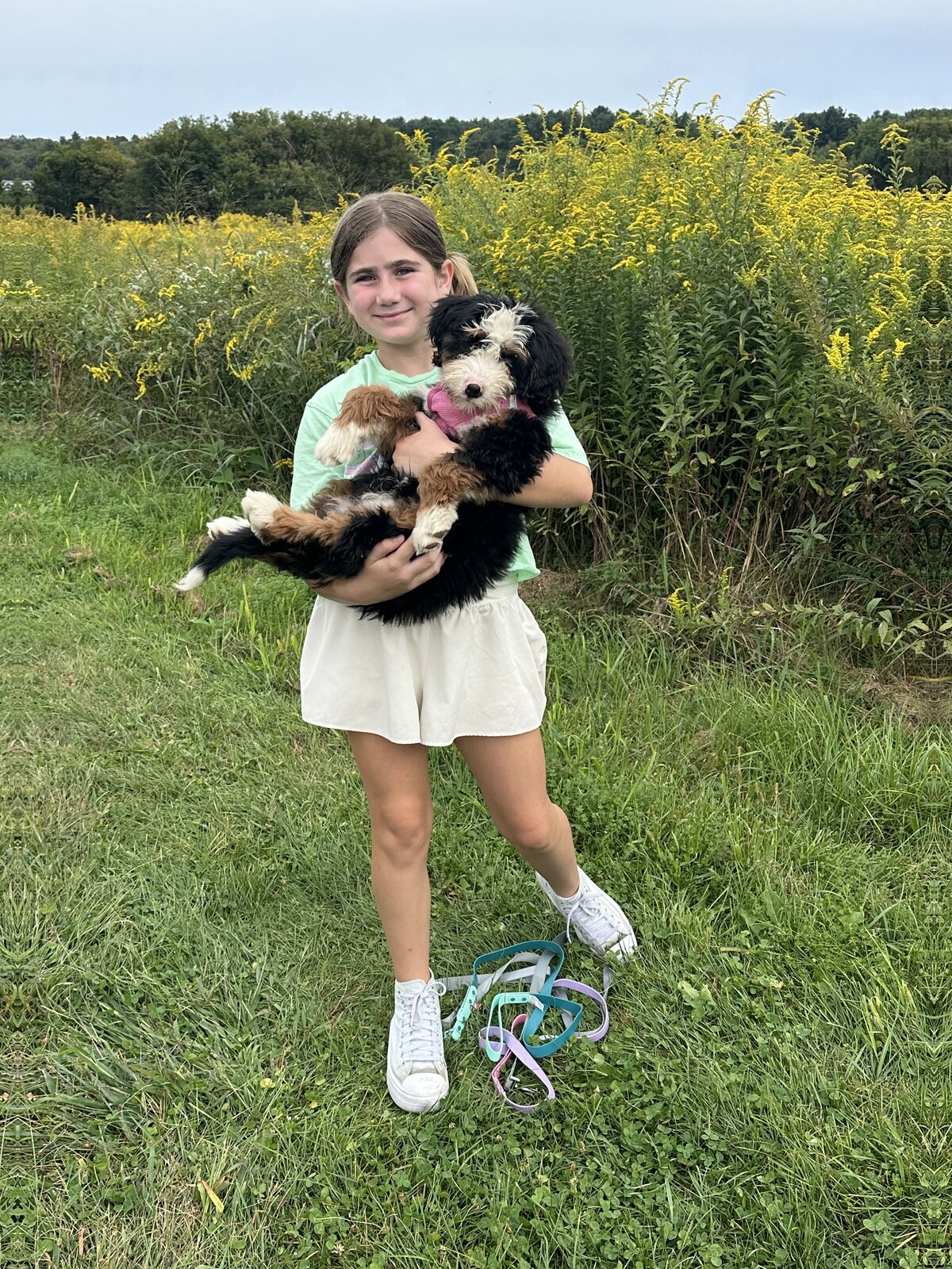 Our Puppies Breeder in Connecticut mini bernedoodles CT