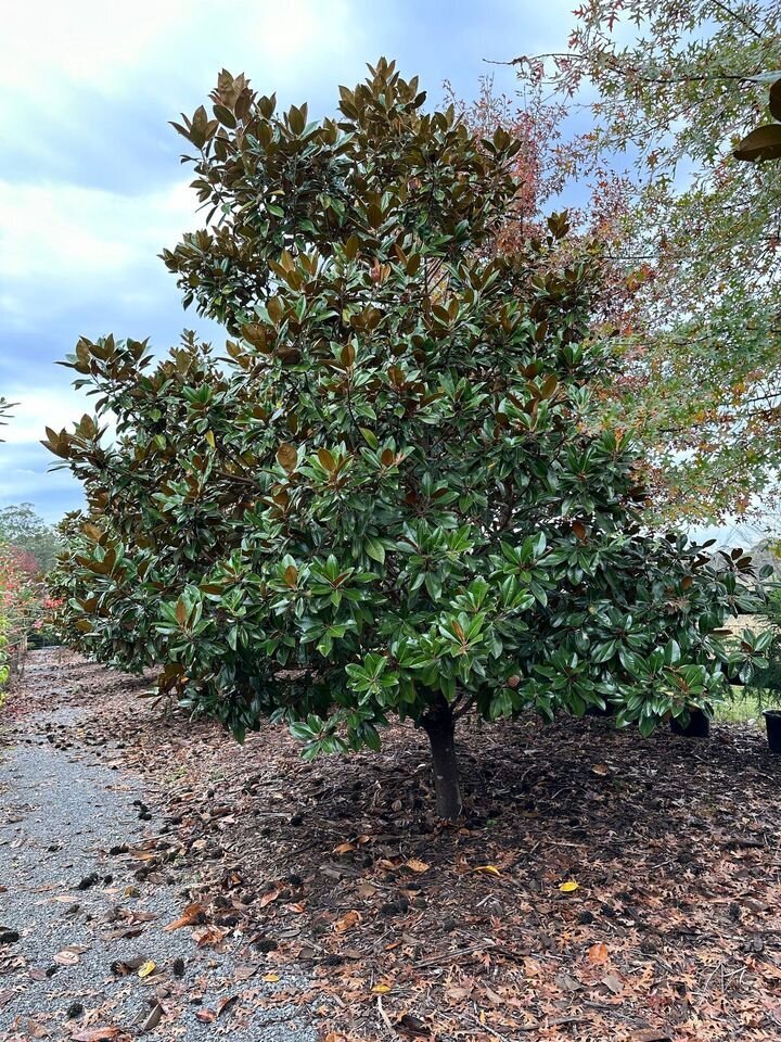 Mature Magnolia Grandiflora Exmouth | Sydney Plant Nursery