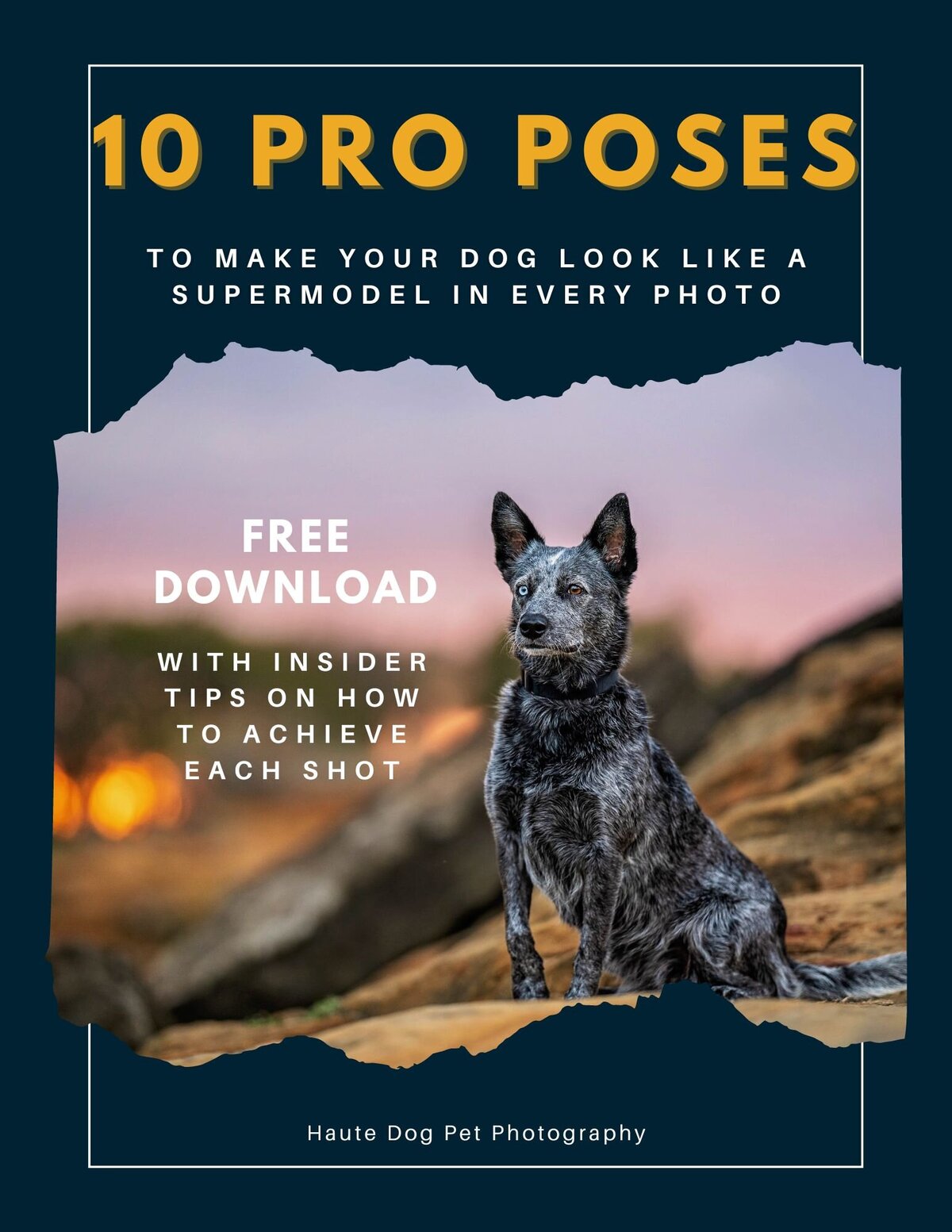 10 Pro Poses to Make Your Dog Look Like a Supermodel