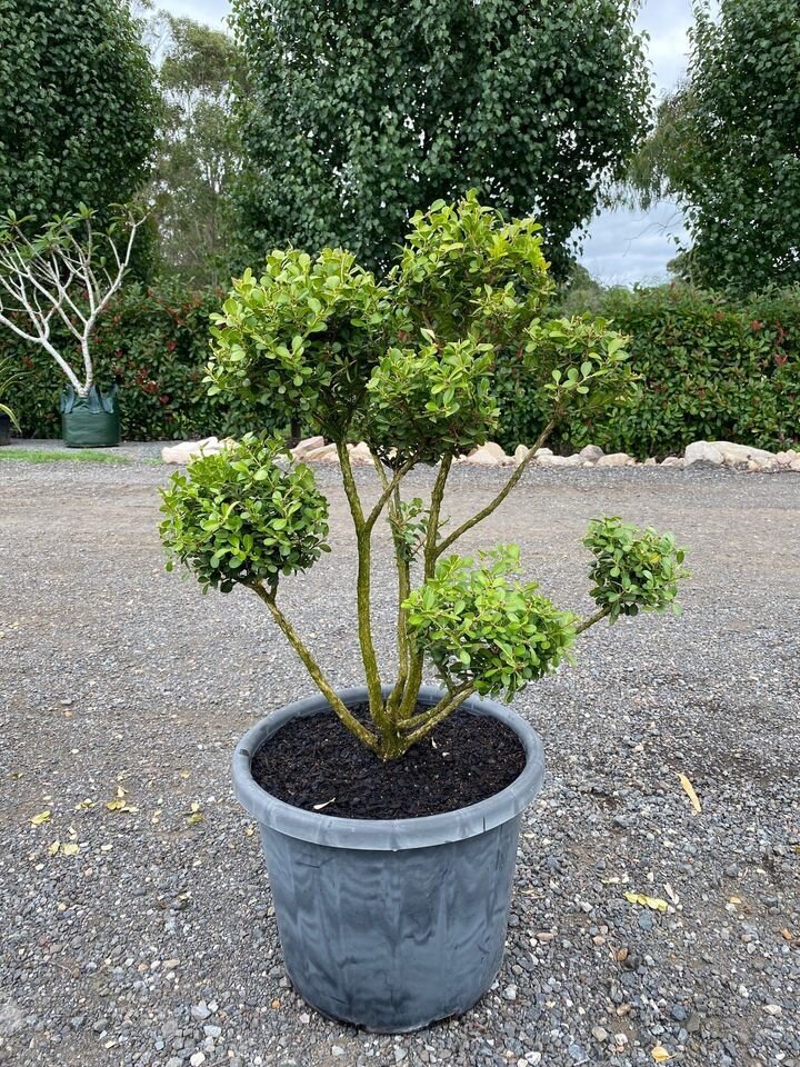 Japanese Topiary Buxus Cloud Trees | English Box Tree Sydney