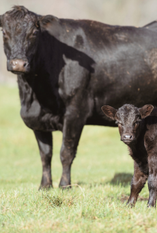 7L Farm & Land Company Cattle Operations