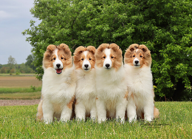 Belmark Shetland Sheepdogs in Ohio