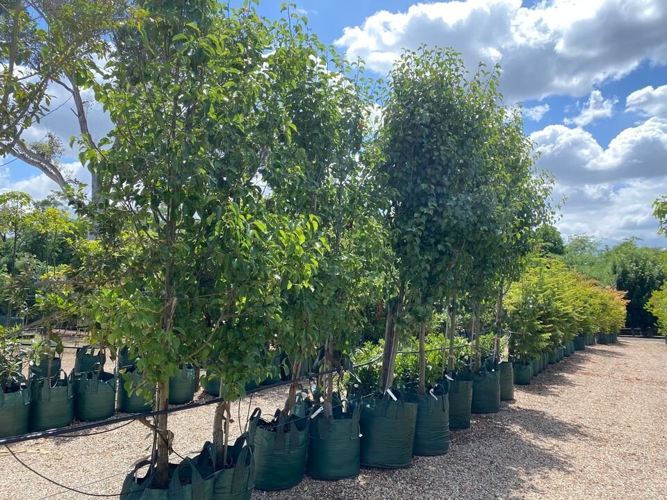 Mature Hedging Plants & Screens Sydney | Instant Hedge Trees