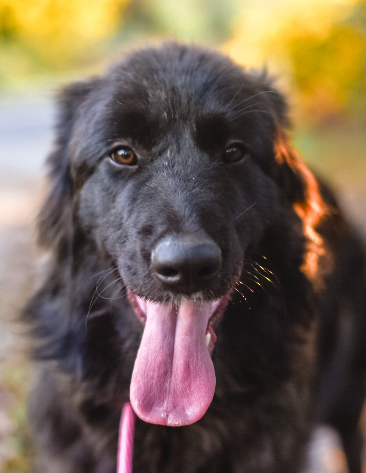 Estrela Mountain Dog Puppies Available for Sale