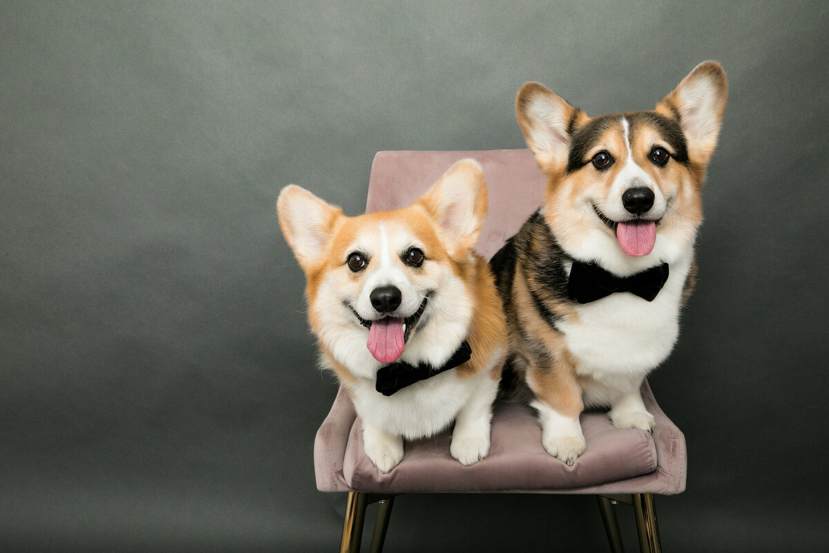Photography | Portfolio of Pet Photos by Olin