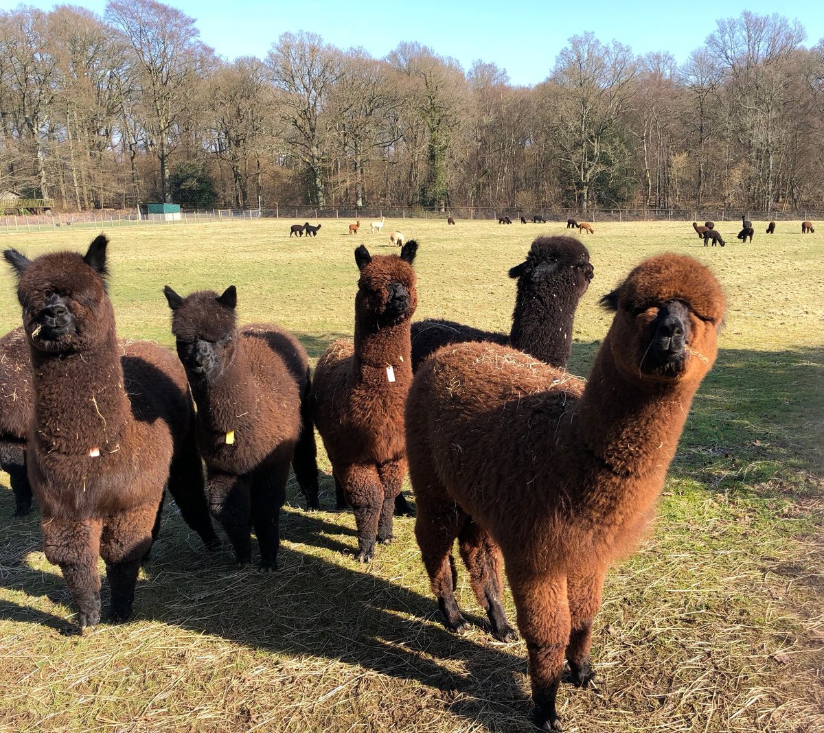 Redens Alpacas - Black Alpacas