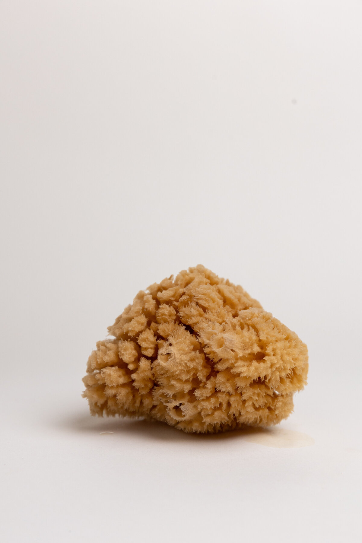 Dead Sea Sponge | Anastacia Aesthetics | Exfoliating Sponge
