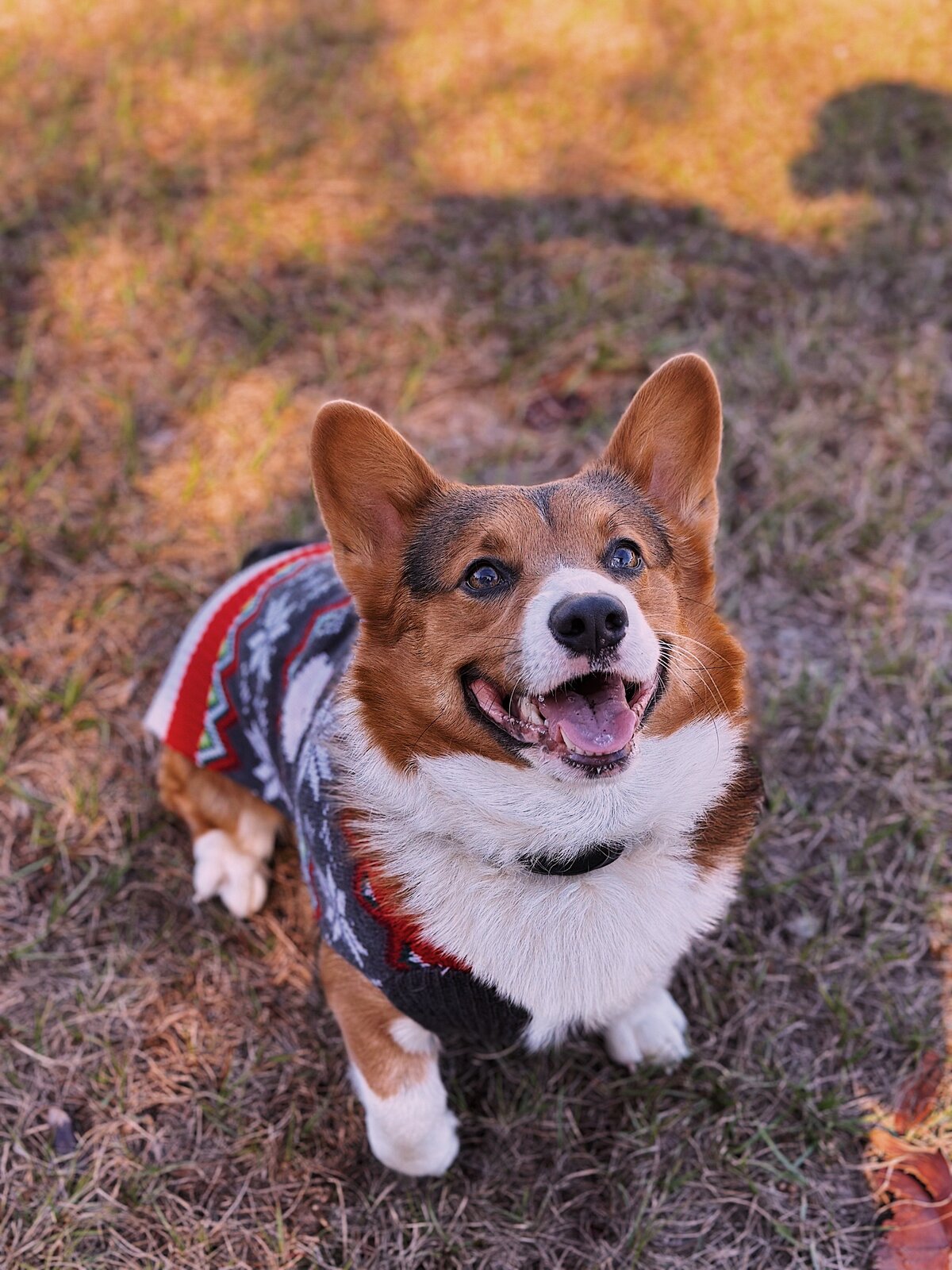 Contact Cassey’s Corgis in Georgia
