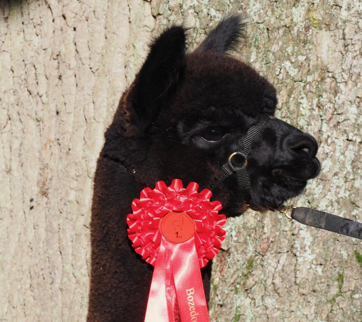 Black Alpacas - Redens Alpacas