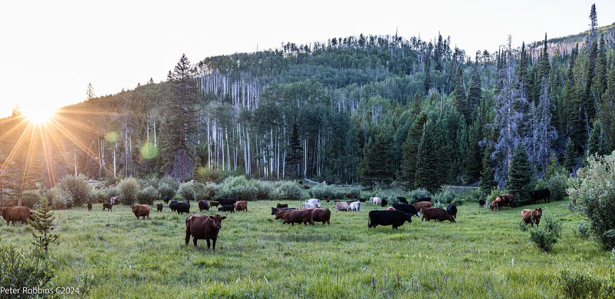Silver Spur Ranches | WY, CO, NM, NE