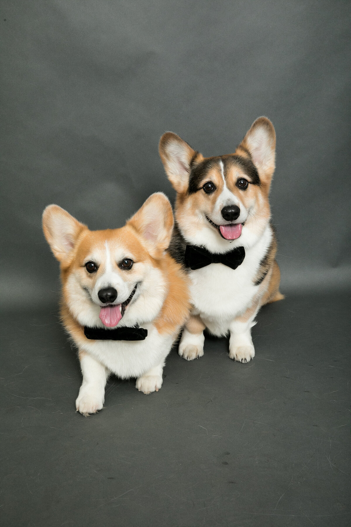 Photography | Portfolio of Pet Photos by Olin