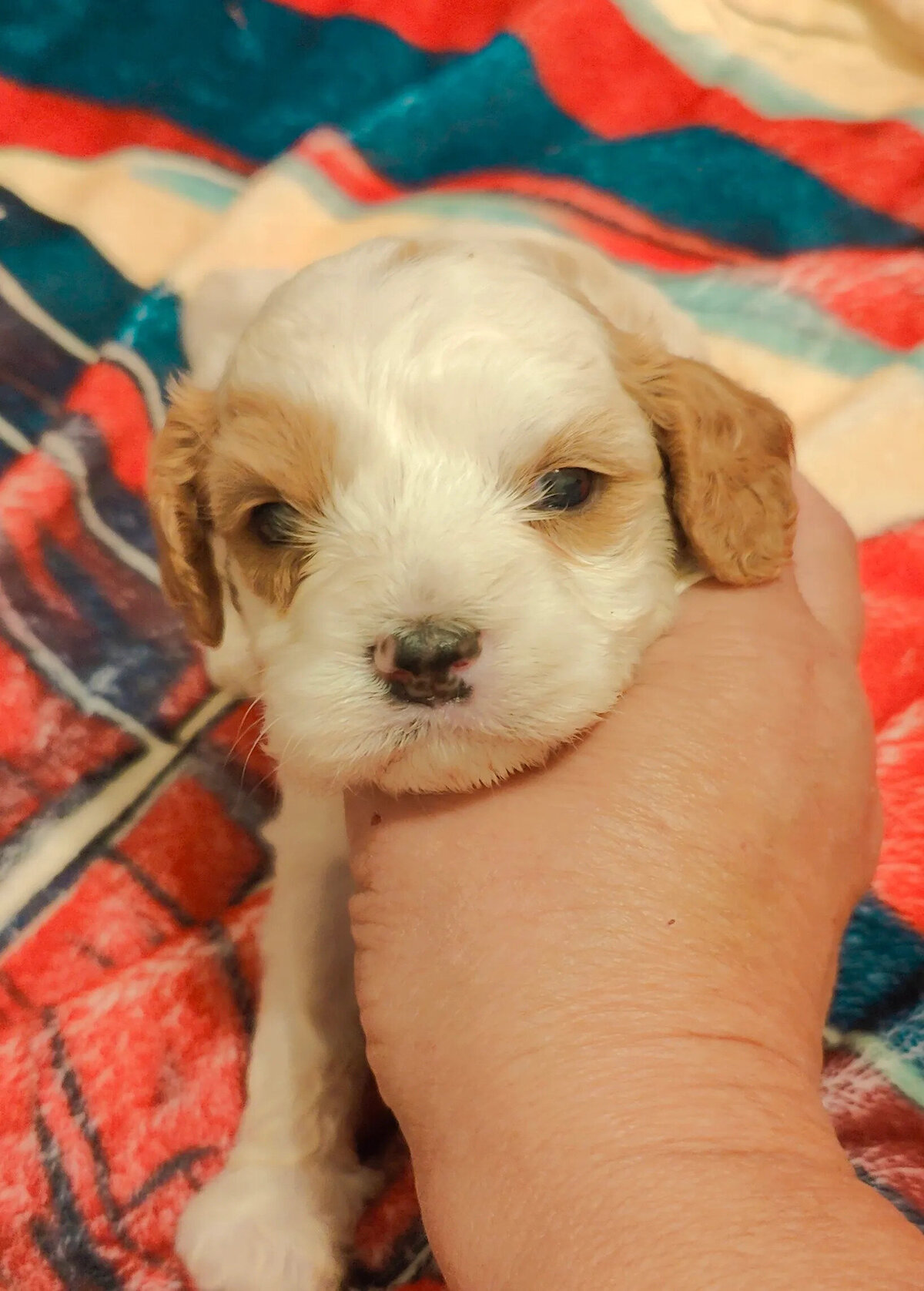 Contact | Small Country Doodles